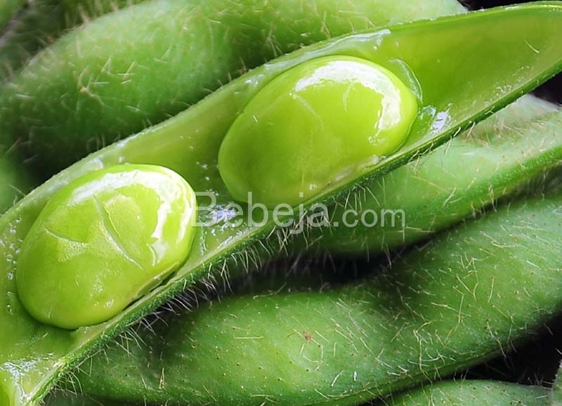 How to Cultivate Edamame on a Home Scale - Bebeja Daily